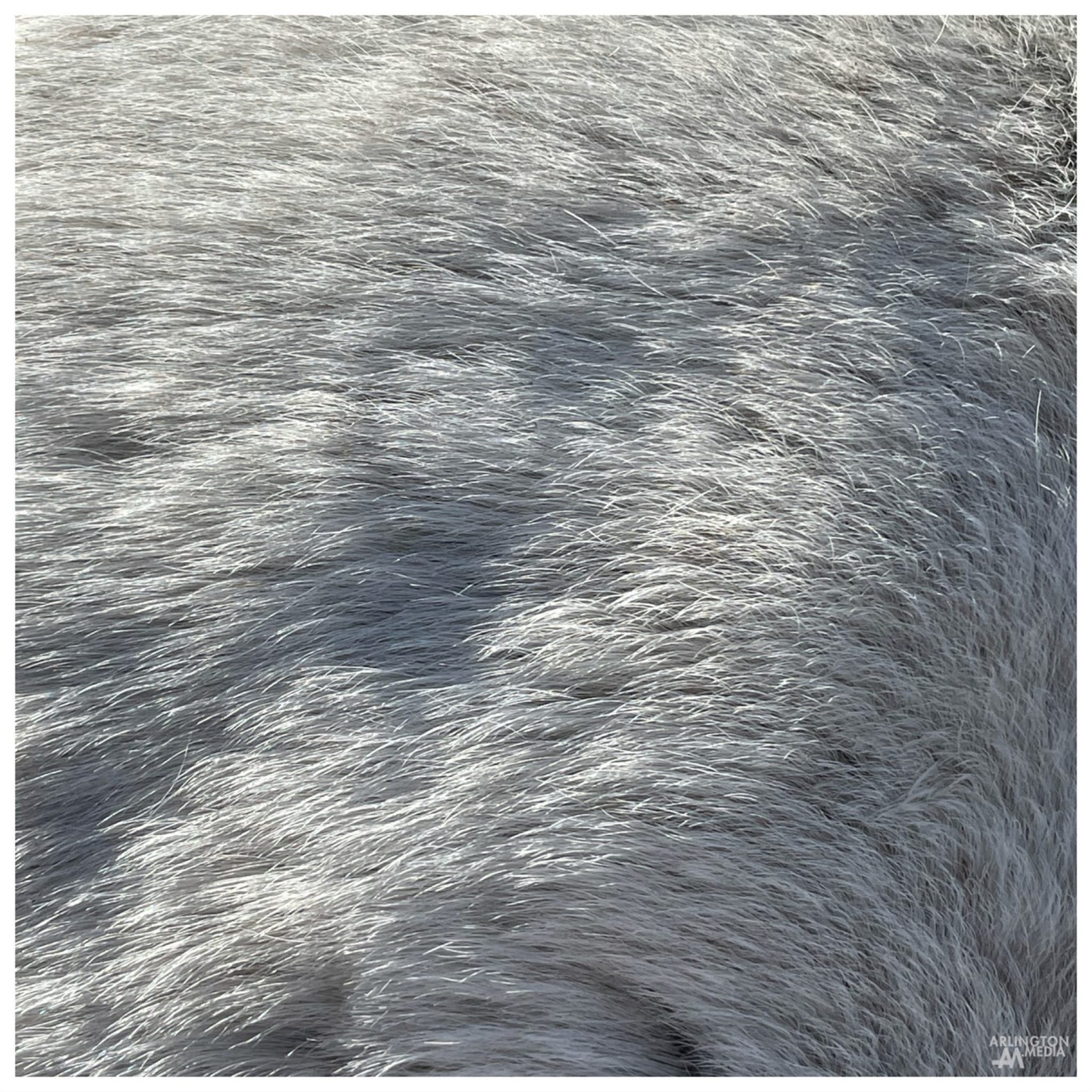 Shown here is the coat of one of the US Army Caisson platoon horses. A ...