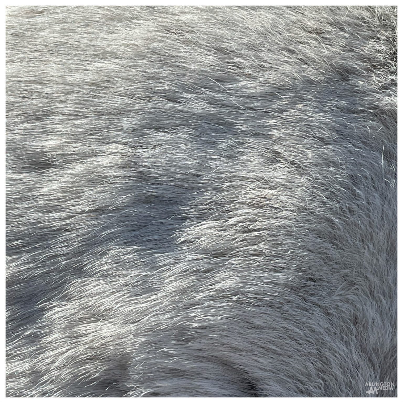 Shown here is the coat of one of the US Army Caisson platoon horses. A ...